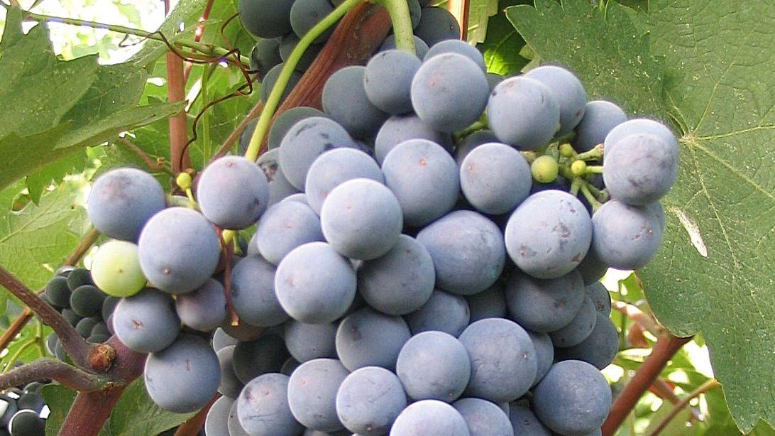 Agiorgitiko Story: Verified by Culinary Wonderland