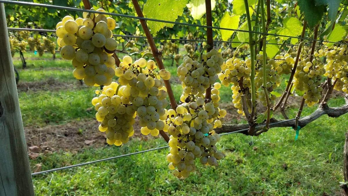 Albariño Story: Verified by Culinary Wonderland