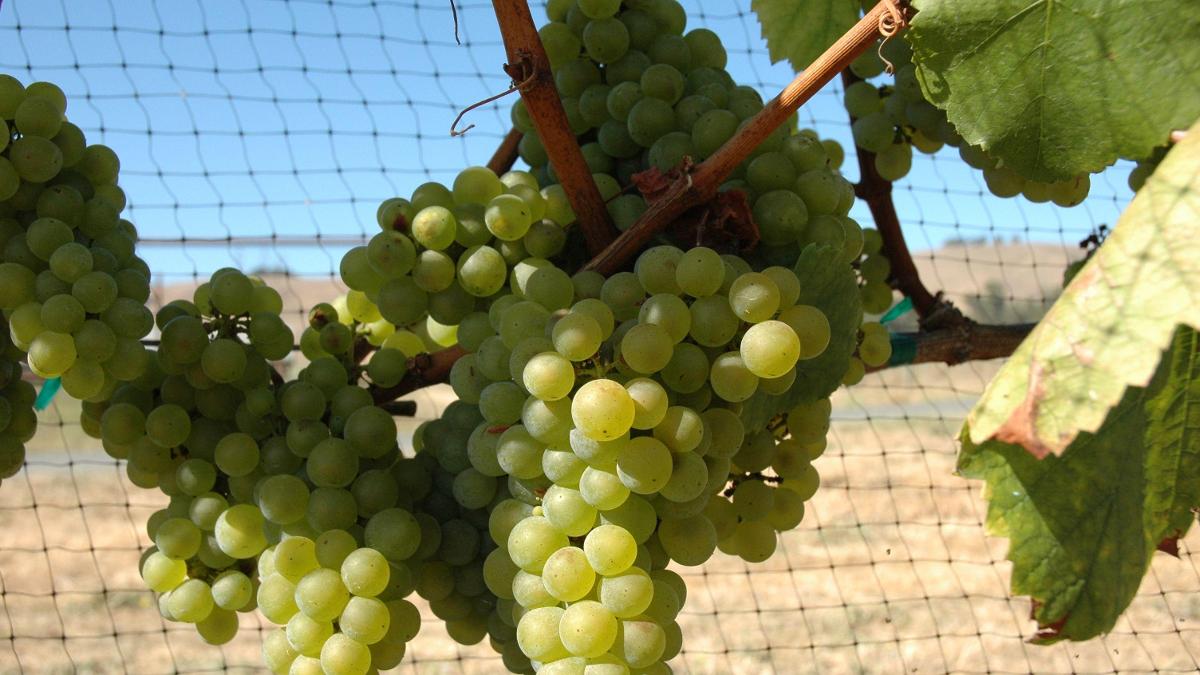 Chardonnay Story: Verified by {displayName}