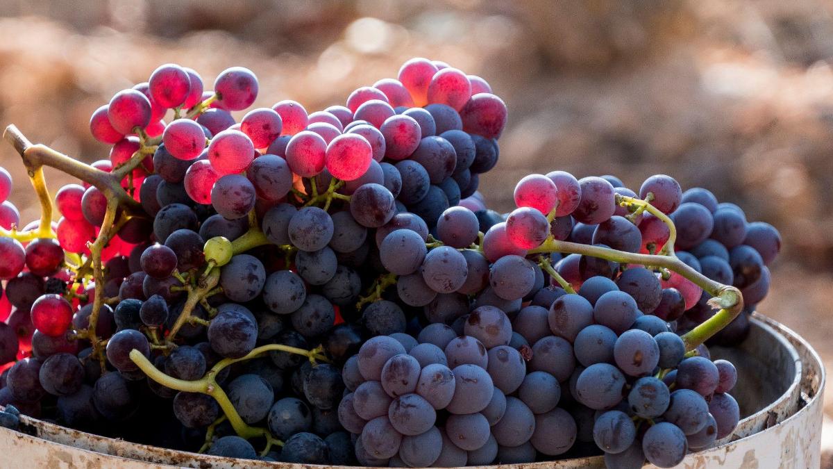 Rosé Grape Variety Story: Verified by Culinary Wonderland