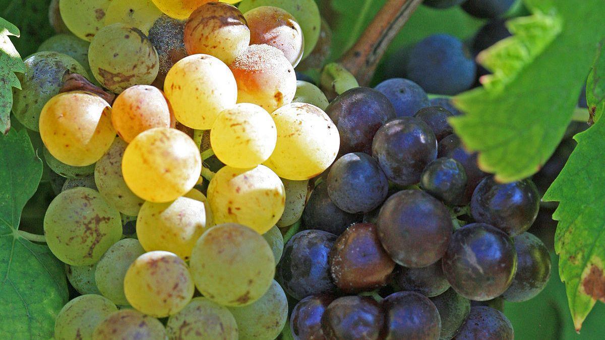 Moscato Story: Verified by Culinary Wonderland