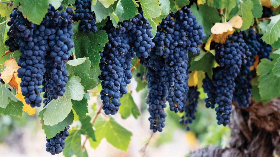 Shiraz/Syrah Story: Verified by Culinary Wonderland