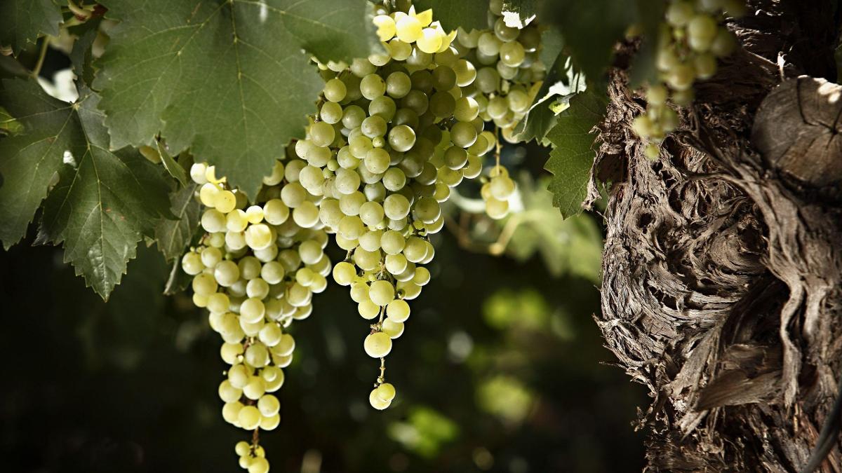 Torrontés Story: Verified by Culinary Wonderland