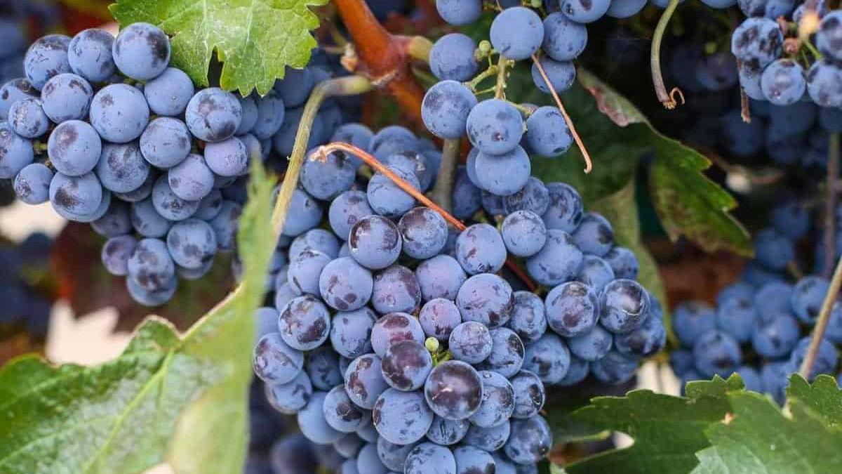 Zinfandel Story: Verified by Culinary Wonderland